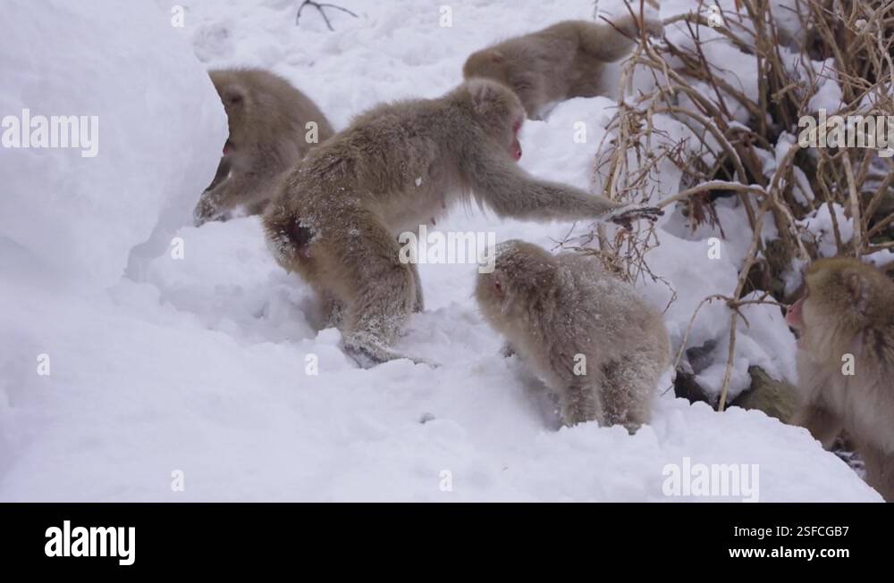 Japanese Macaques Fight while Foraging in the Snow, Japanese Alps Stock ...
