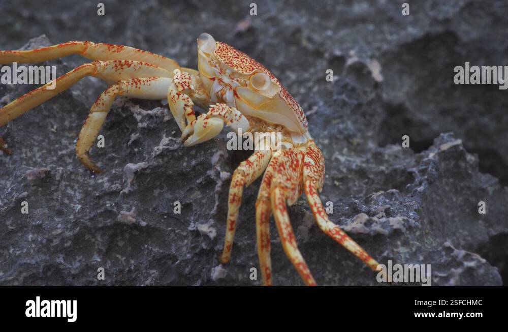 Molting crab Stock Videos & Footage - HD and 4K Video Clips - Alamy