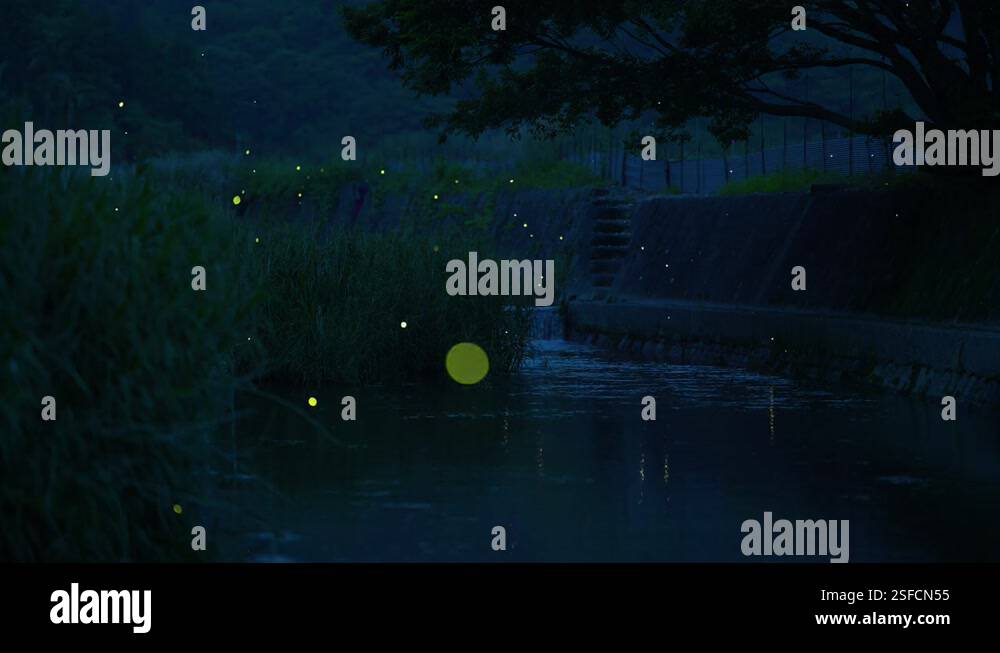 Firefly. Many fireflies fly around during a short period in early ...
