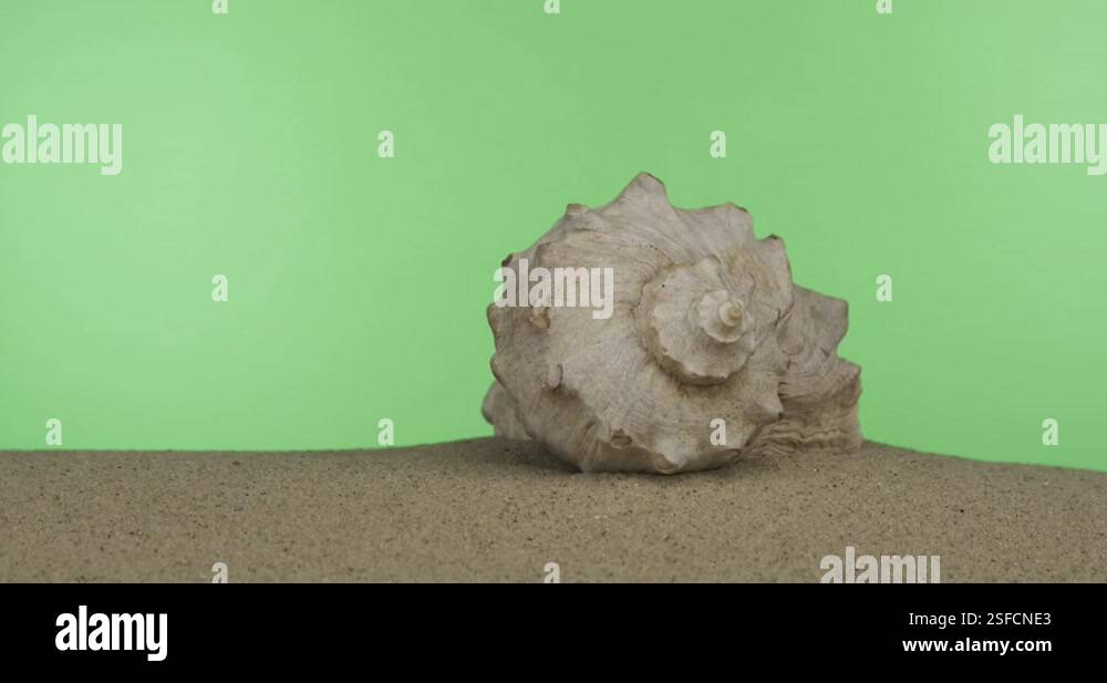 Seashell green isolated on Stock Videos & Footage - HD and 4K Video ...