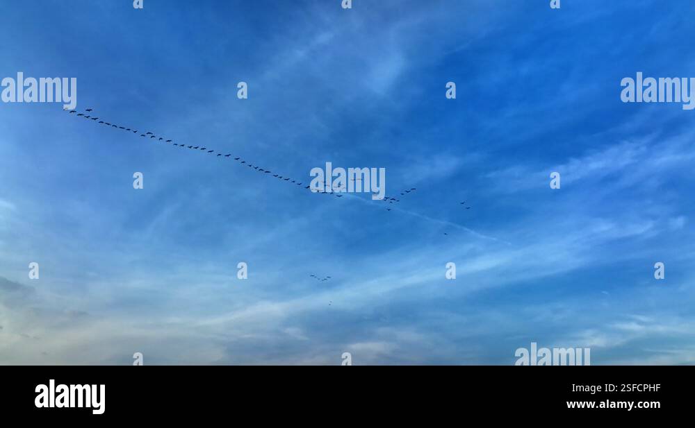 Migration pattern Stock Videos & Footage - HD and 4K Video Clips - Alamy