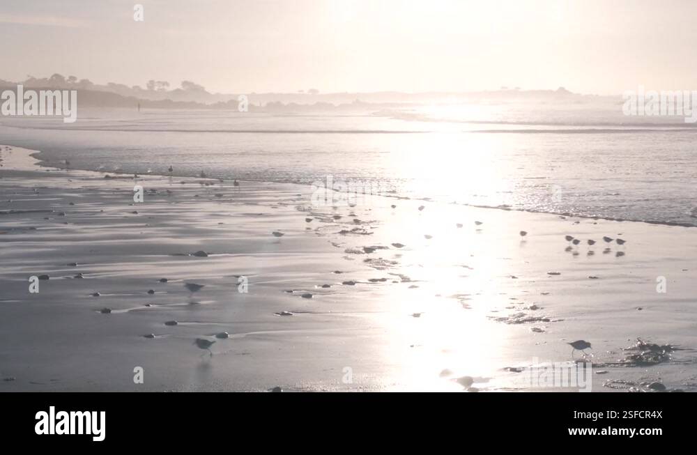 Ocean waves and sandpiper birds run on beach, small sand piper plover ...