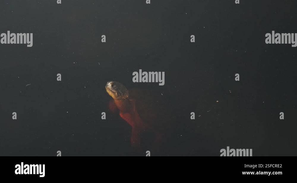 Snapping turtle wildlife Stock Videos & Footage - HD and 4K Video Clips ...