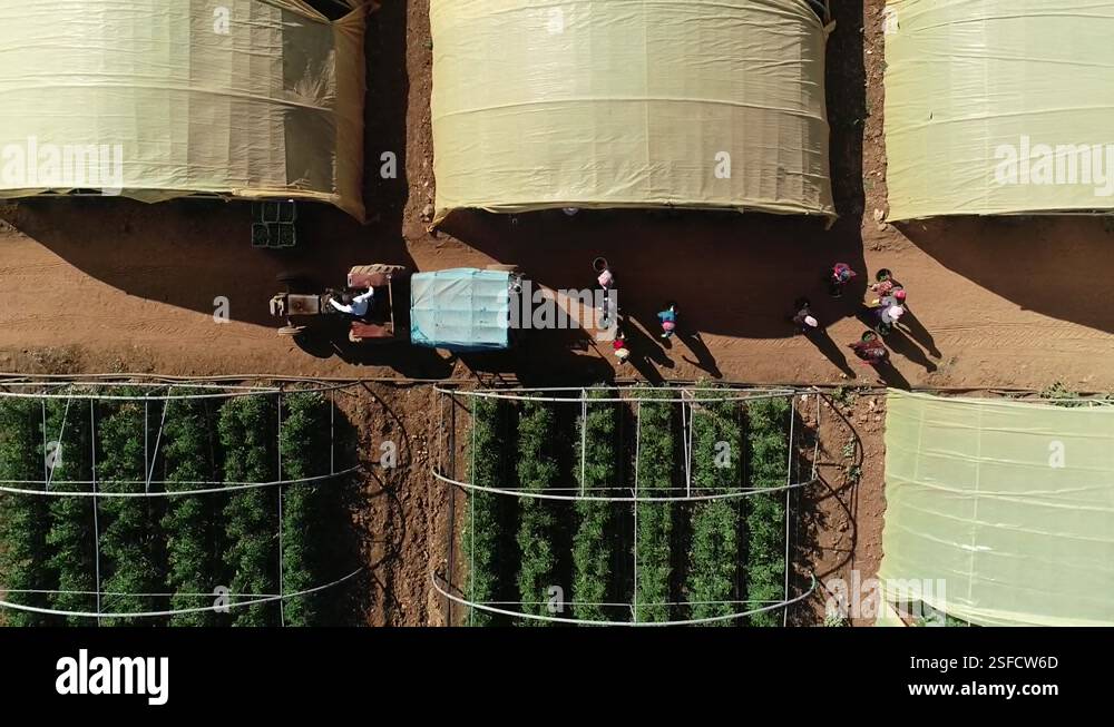 Aerial of a tractor moving through a vegetable greenhouses farm while ...