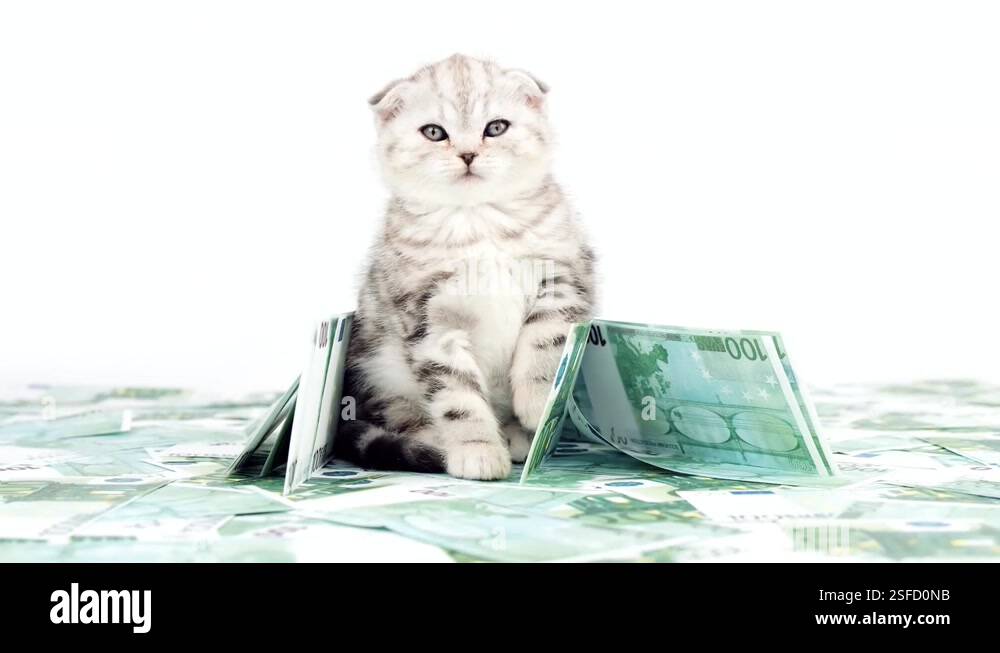 Happy kitten yawns sitting on cash. The cat sits among the money ...