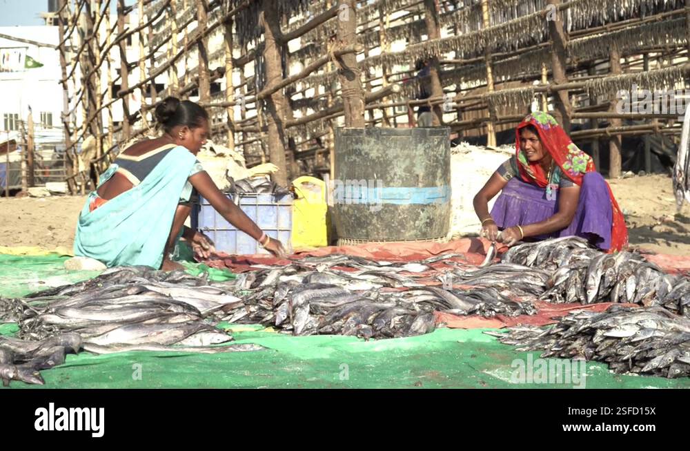 Village women spreading fish on the carpet to dry, Mumbai, India Stock ...