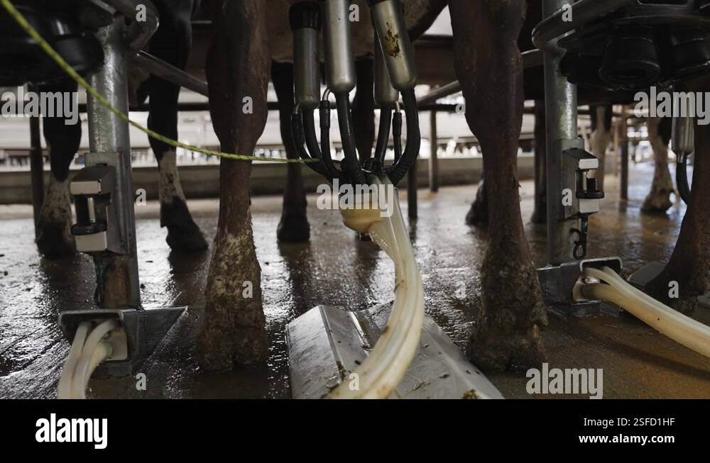 Cows standing in milking carousel parlour with vacuum pump on udder ...