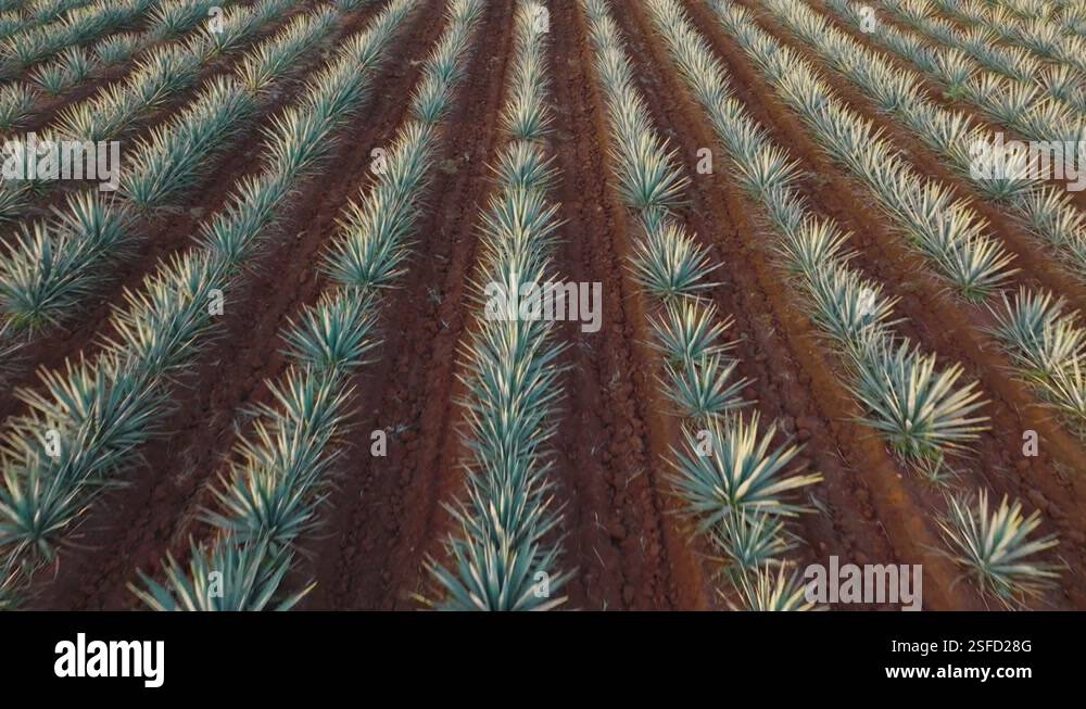 Webber field Stock Videos & Footage - HD and 4K Video Clips - Alamy