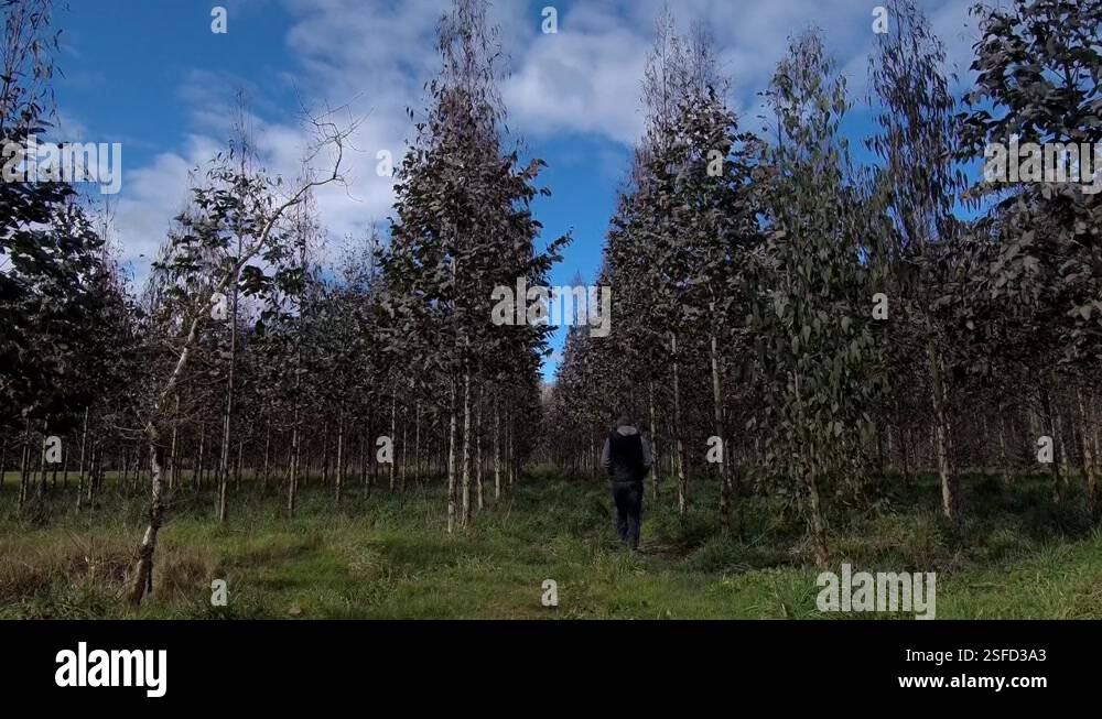 Adult Male Walking Through Eucalyptus Tree Plantation Into Horizon ...