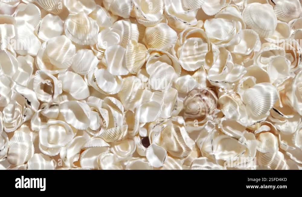 Multiple seashells Stock Videos & Footage - HD and 4K Video Clips - Alamy