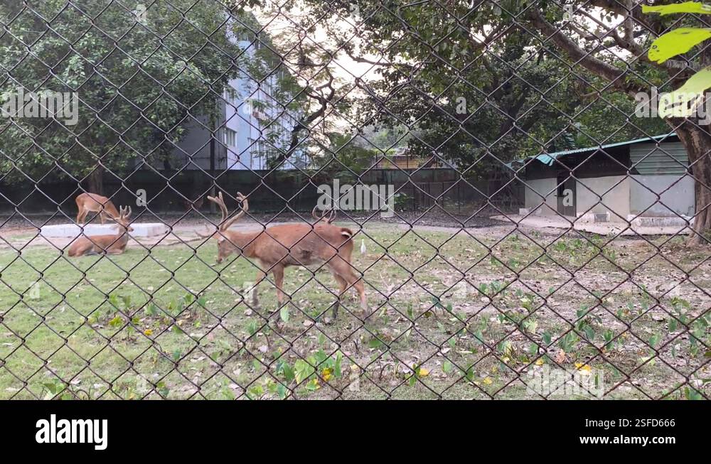 Group of indian chital or cheetal also known as spotted deer axis ...