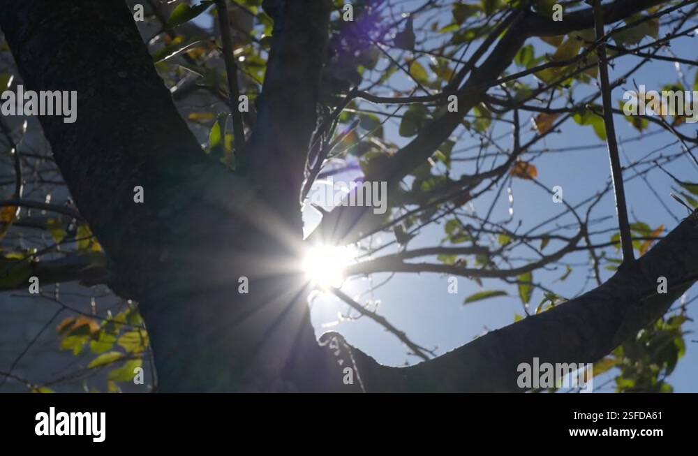 Tree blocking light Stock Videos & Footage - HD and 4K Video Clips - Alamy