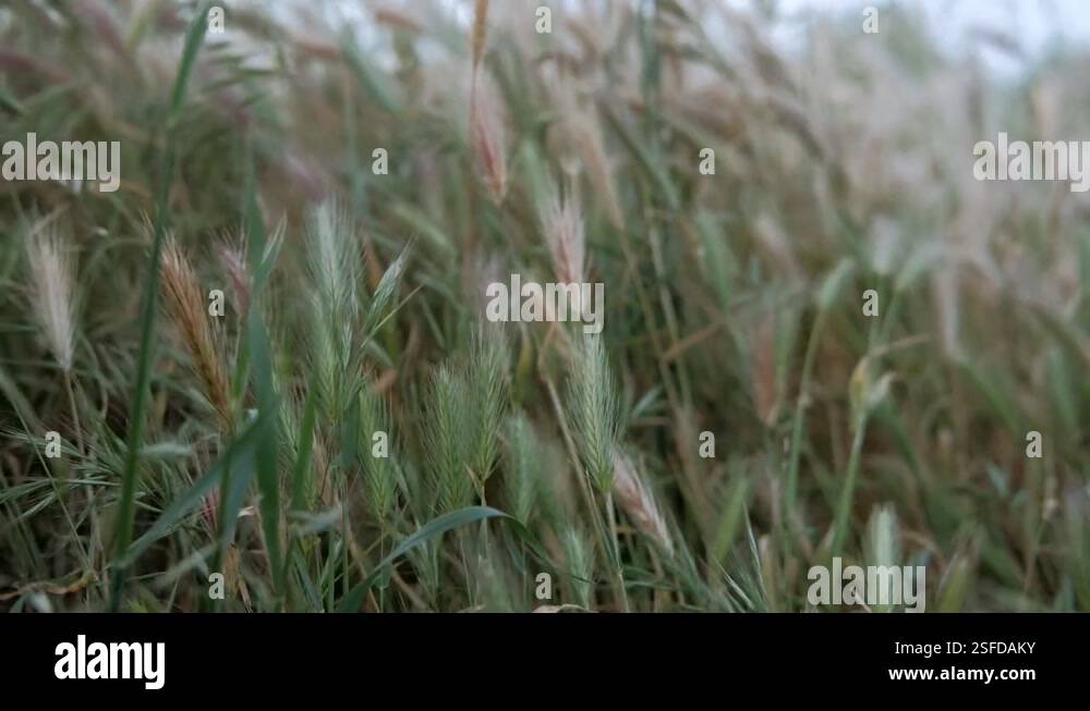 Spring grass leaves sway in the wind Stock Video Footage - Alamy