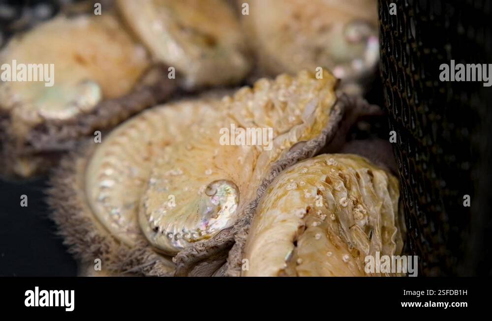 Live abalone crawling around in tank; commercial South African aquafarm ...