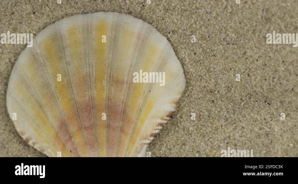 Close-up. Panorama of a seashell lying on the sand. Top view Stock ...