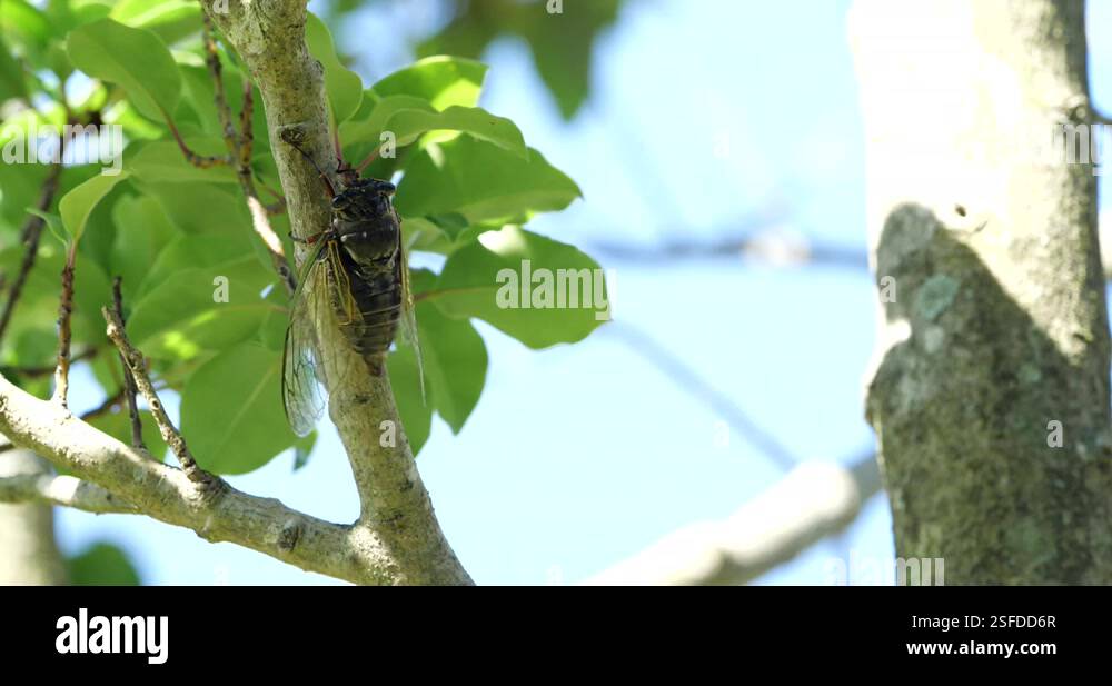 Video footage of the cicadas buzzing hard Stock Video Footage - Alamy