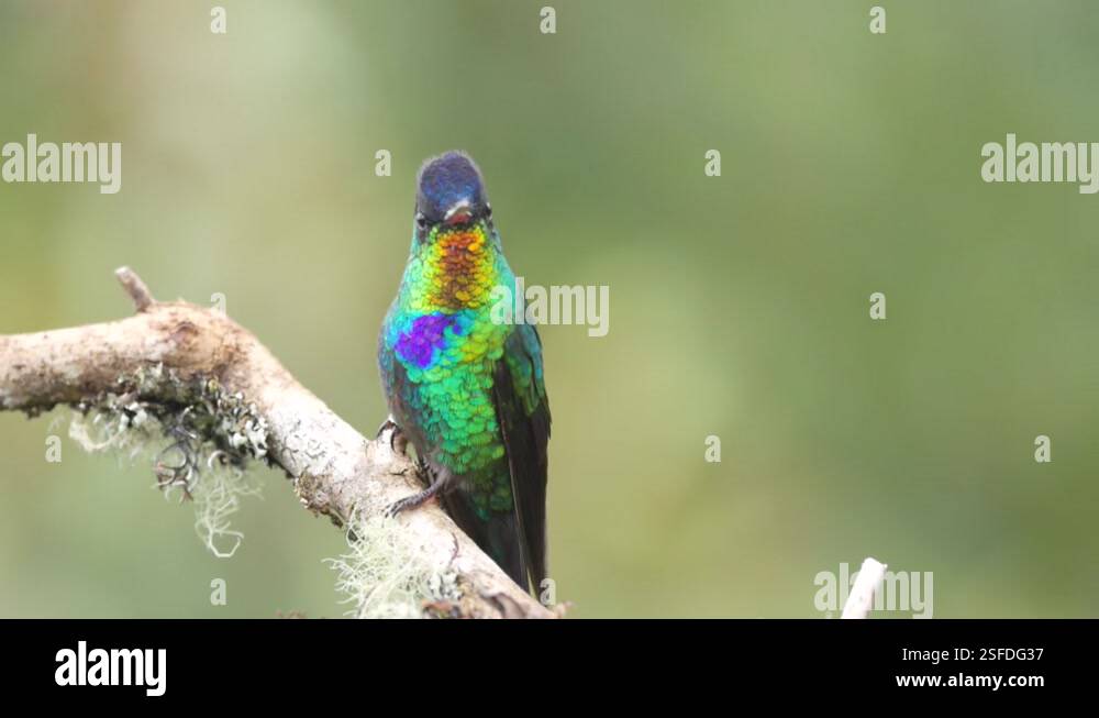 slow motion front view of a fiery-throated hummingbird on a perch at ...