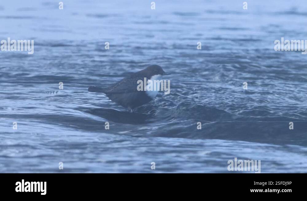 Diving dipper Stock Videos & Footage - HD and 4K Video Clips - Alamy