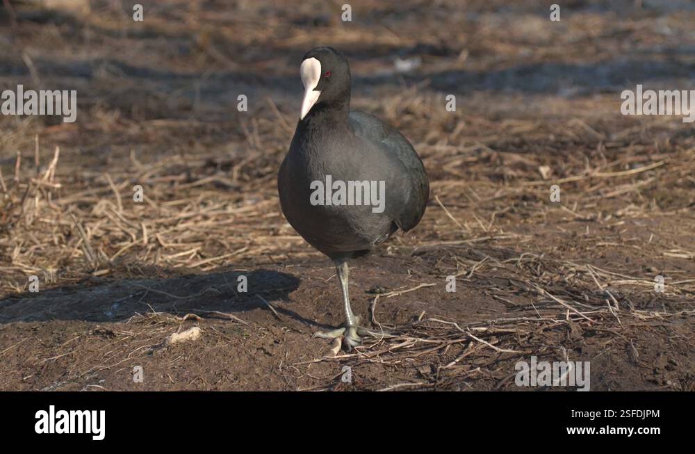 eurasian coot bird on ground preening feathers wildlife natural world ...