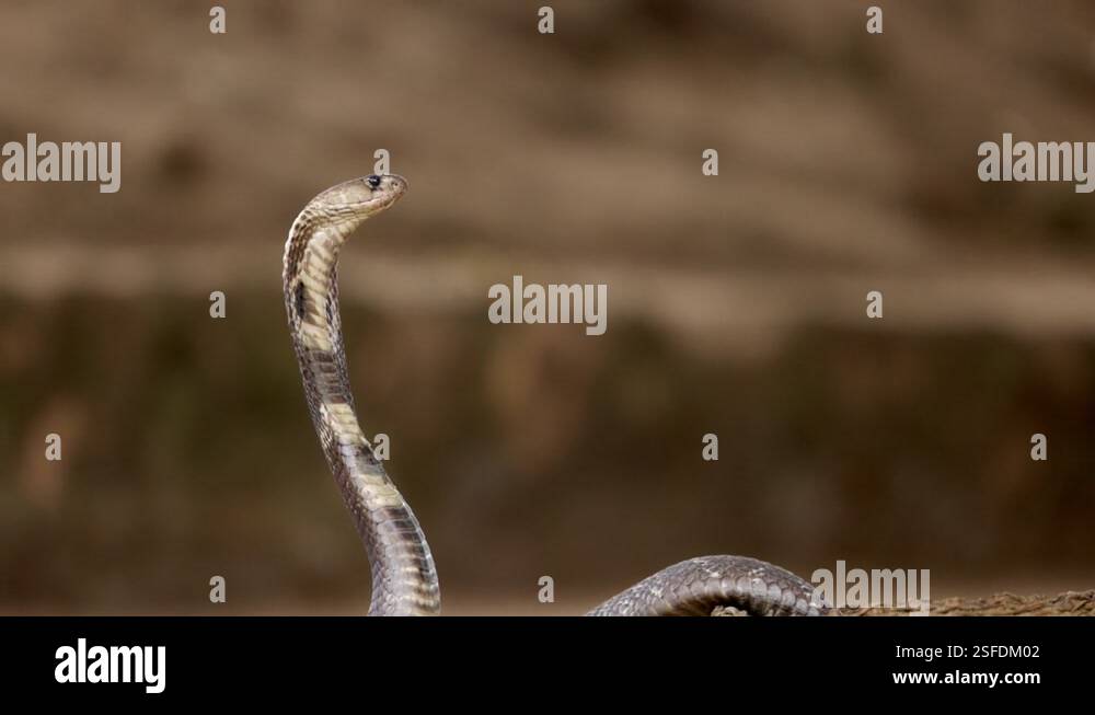 Indian spectacled Cobra Snake venomous with its hood - lat. Naja naja ...