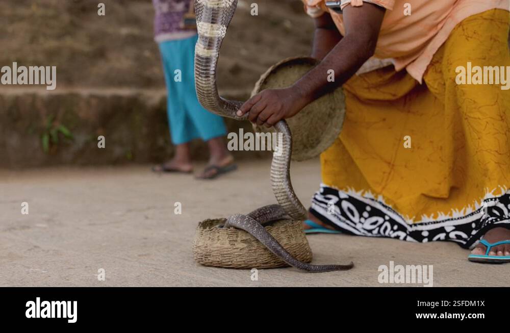 Indian spectacled Cobra Snake venomous with its hood - lat. Naja naja ...