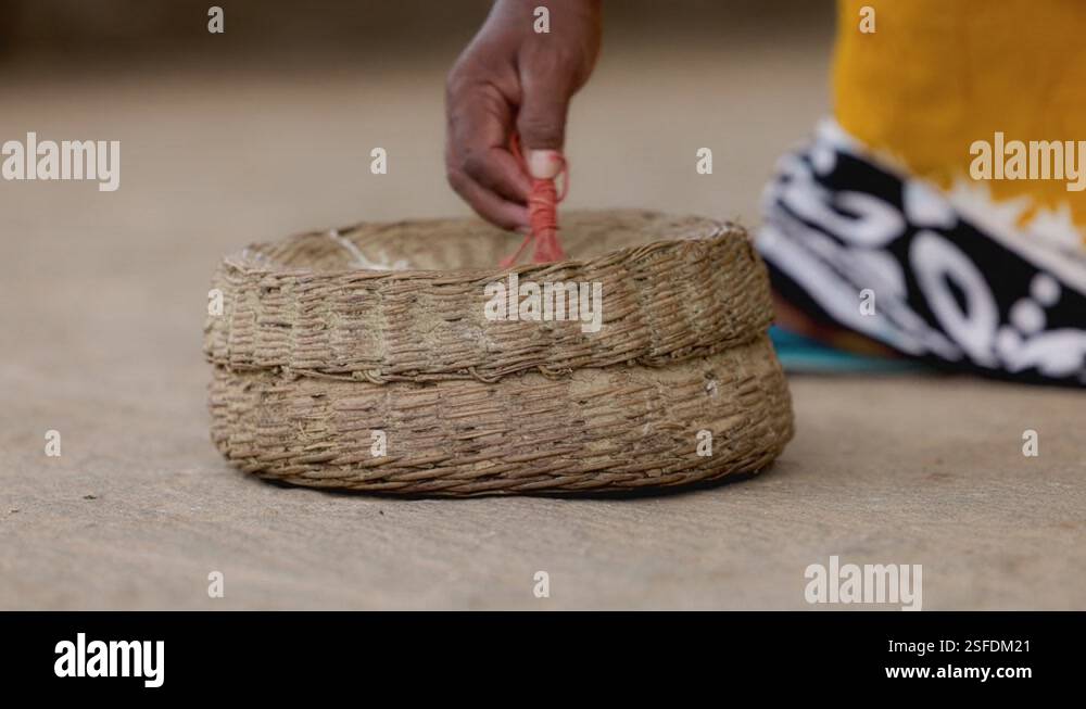 Indian spectacled Cobra Snake venomous with its hood - lat. Naja naja ...