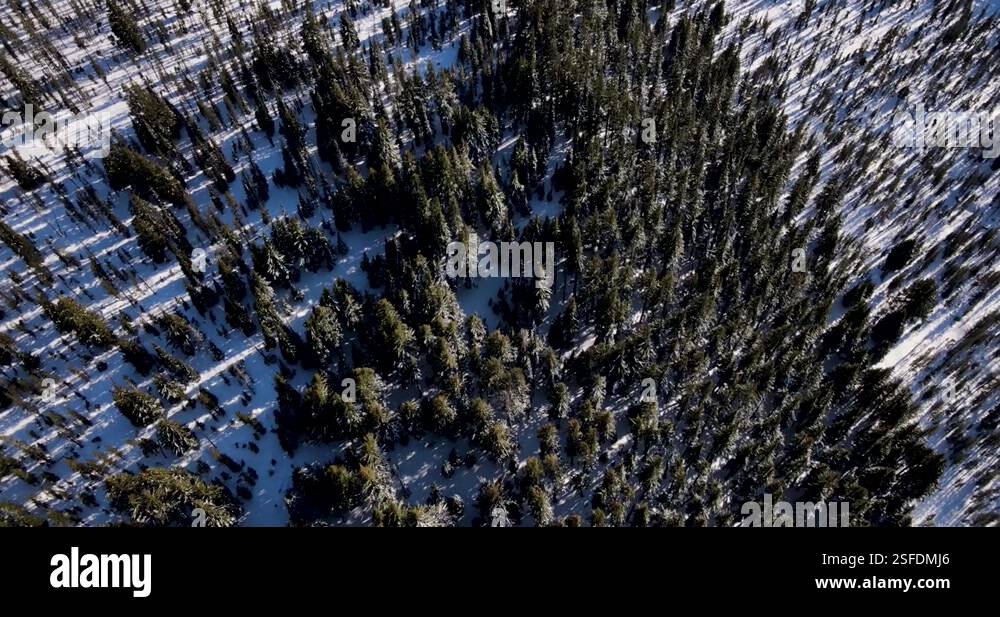 Scattered trees Stock Videos & Footage - HD and 4K Video Clips - Alamy