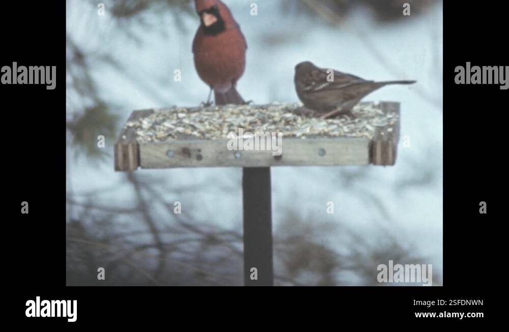 Bird table birds Stock Videos & Footage - HD and 4K Video Clips - Alamy