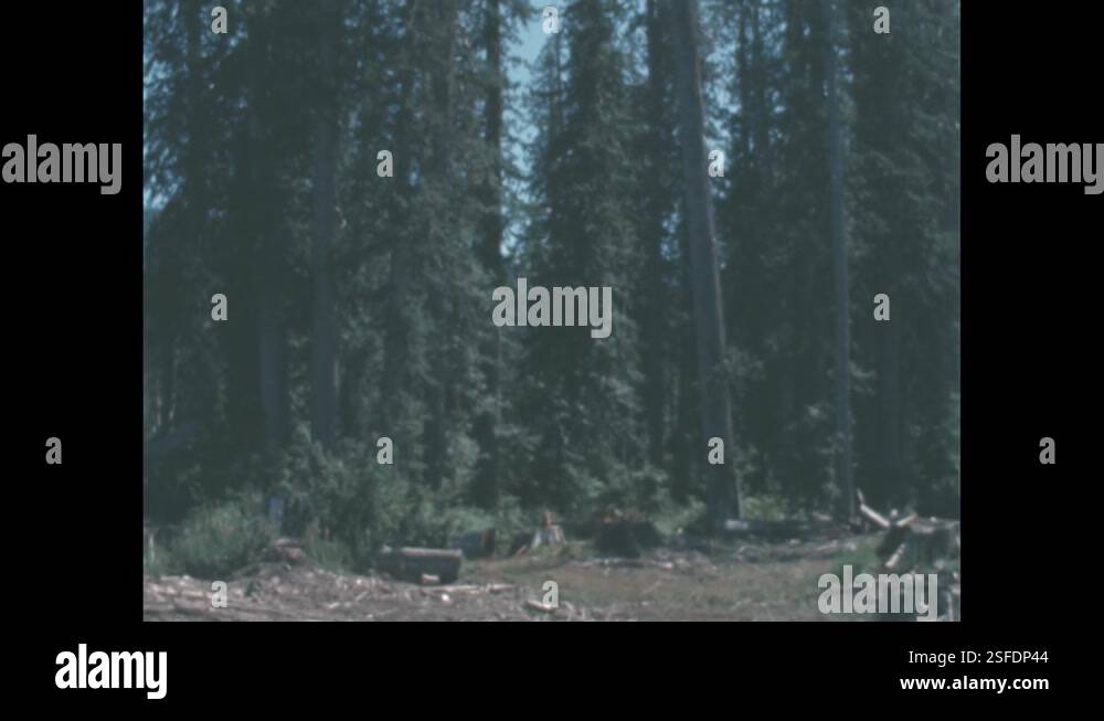 1950s: Low angle of trees, tilt down to cleared forest. View of tree ...