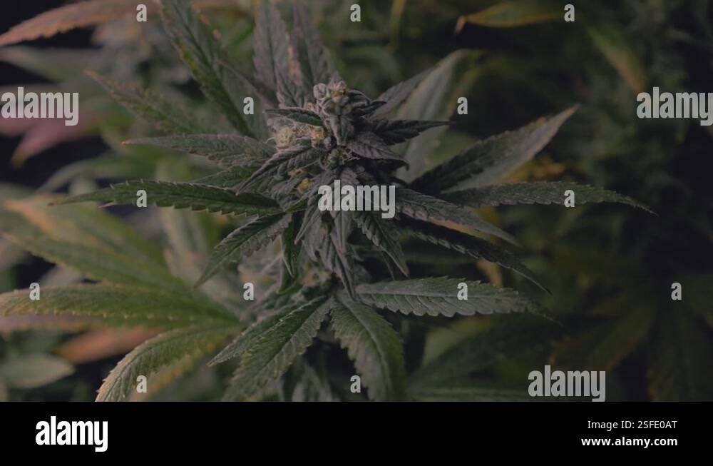 Marijuana cannabis hemp plant mature dark green ready to harvest THC ...