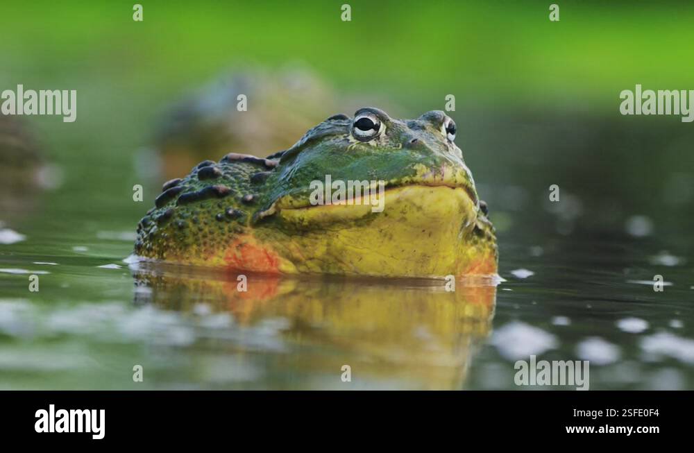African bullfrog pixie frog Stock Videos & Footage - HD and 4K Video ...