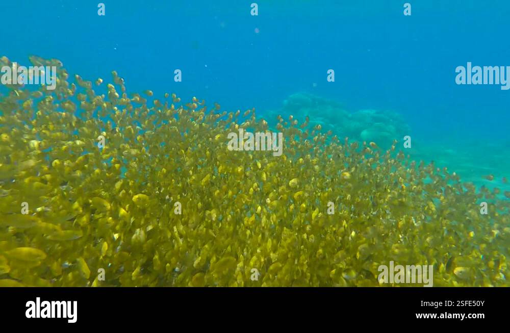 Massive school of goldfish, this is juvenile Rabbitfish in shallow ...