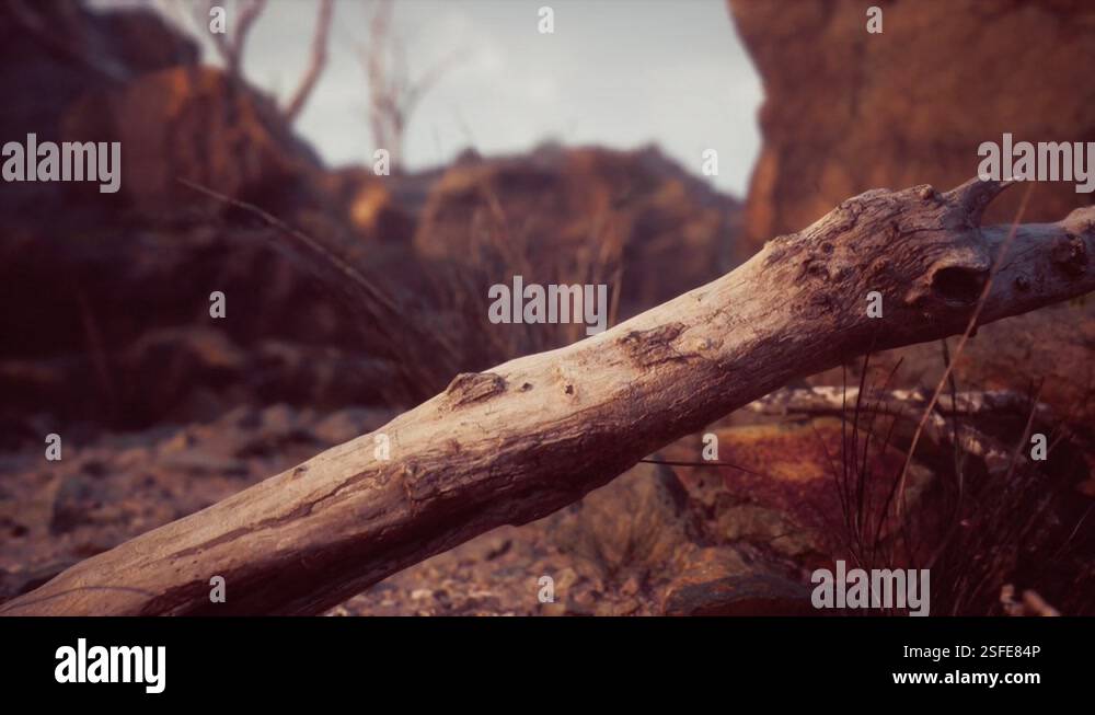 dry dead tree branches and mountain ridge Stock Video Footage - Alamy