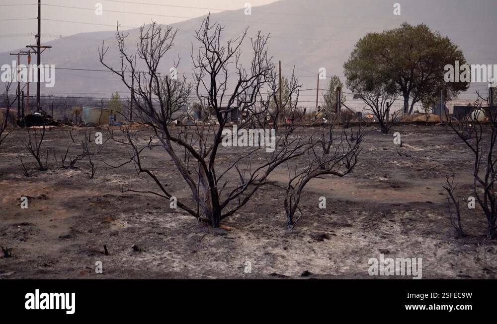 Burnt trees, forest fire aftermath, wildfire damage in the highlands of ...
