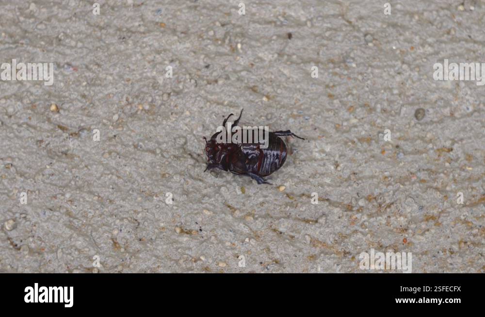 A brown bug lying on his back on the pavement, trying to turn around.4K ...