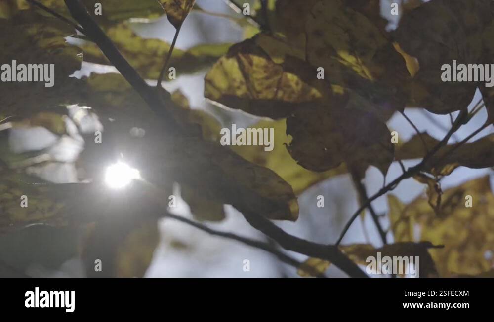 This is part of a batch of shots of Fall Folliage shot in 4k 60FPS of ...