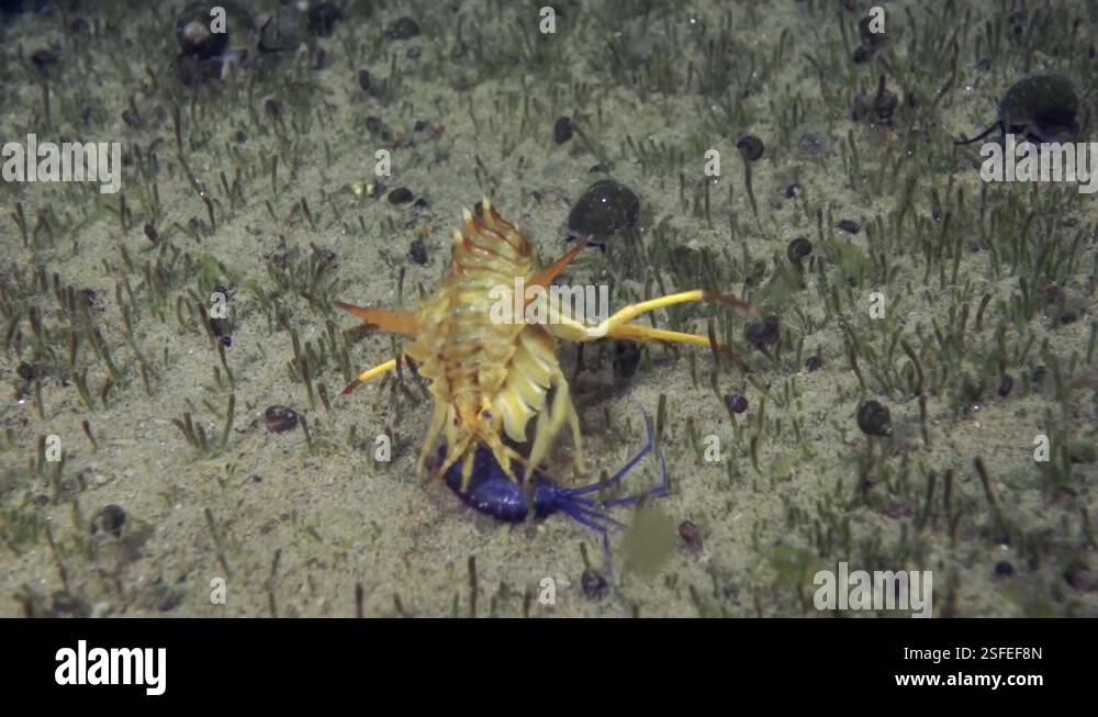 Yellow crustacean crayfish macro shooting in underwater fauna of Lake ...
