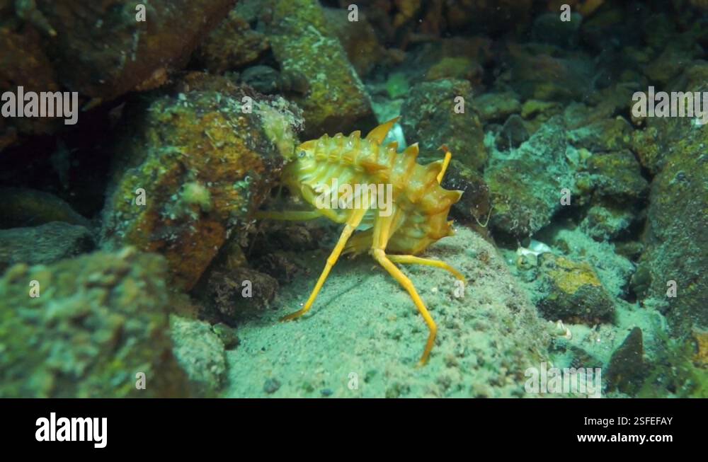 Unique endemic crustacean crayfish Acanthogammarus underwater Lake ...