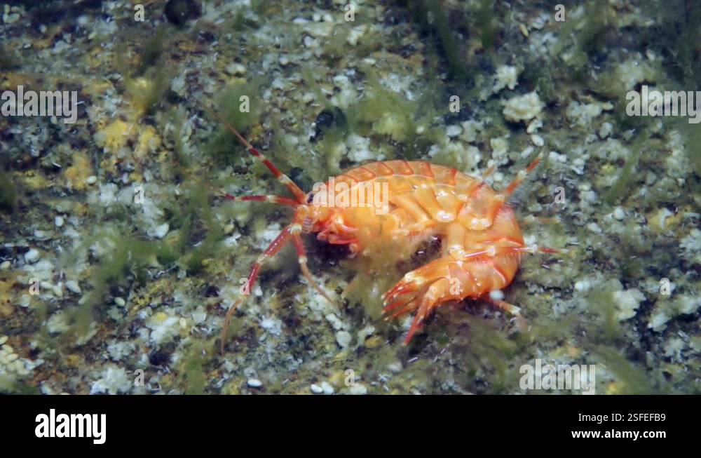 Yellow crustacean crayfish macro shooting in underwater fauna of Lake ...