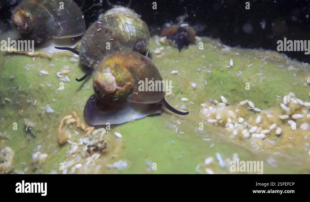 Unique endemic crustacean crayfish Acanthogammarus underwater Lake ...
