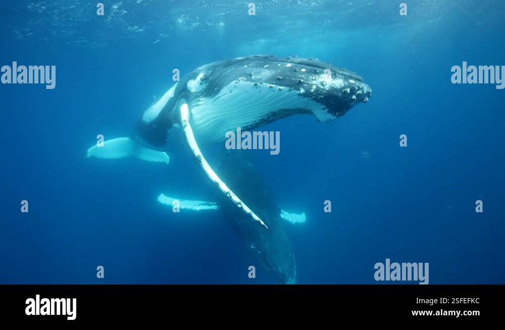 Humpback whales underwater of Pacific Ocean Stock Video Footage - Alamy
