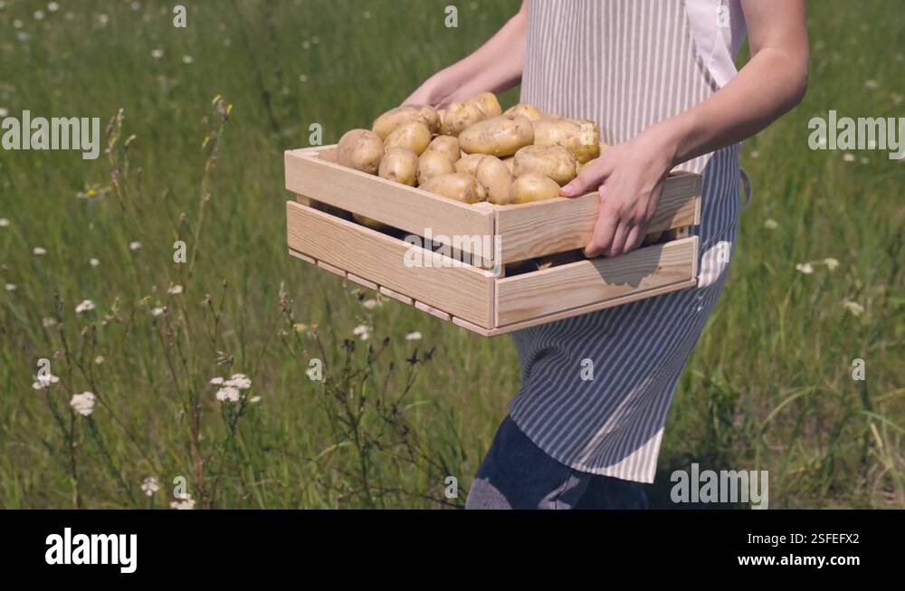 Agriculture. potato tubers box. agronomy growing food healthy vegetables farm Stock Video ...