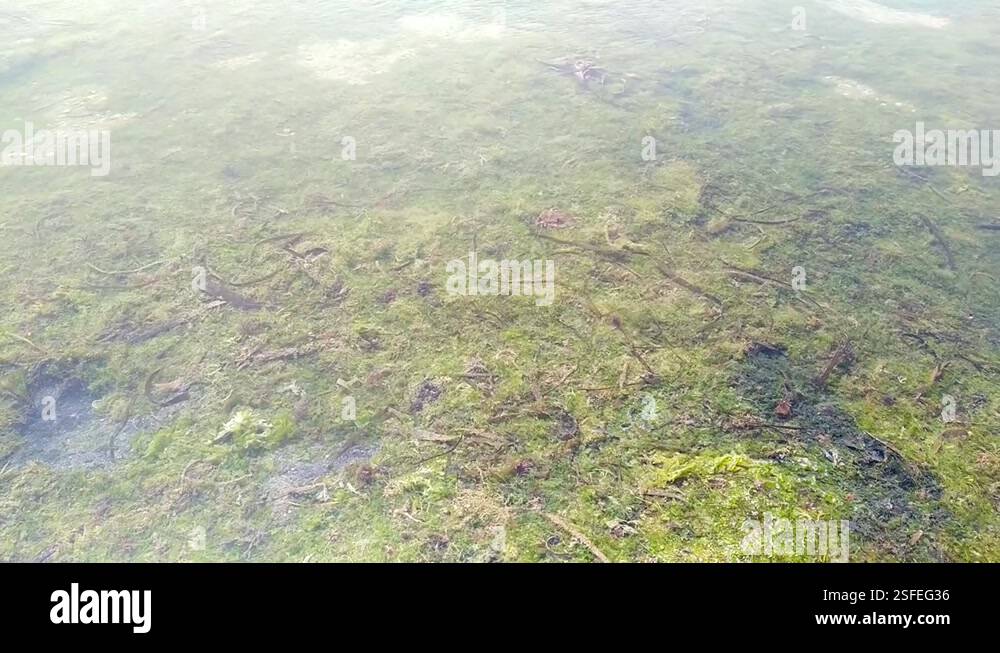 Dead Algae And Sea Pollution Stock Video Footage - Alamy
