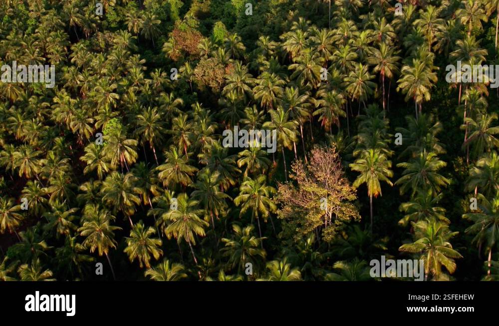 Aerial top down view of palm trees in a rainforest tropical jungle ...