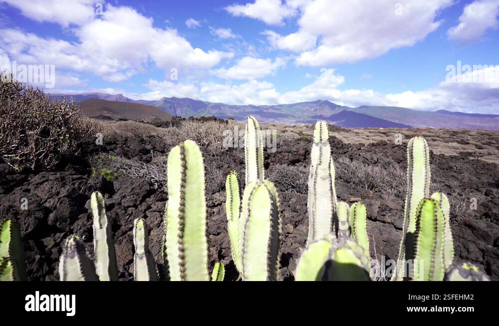 Arid flora dryness of Tenerife desert Spain during harsh summers Stock ...