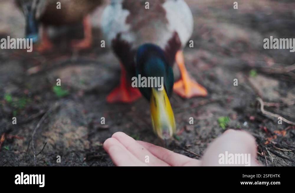 Mallard Duck Feeding Of Human Hand. Close Up Low Angle Stock Video ...