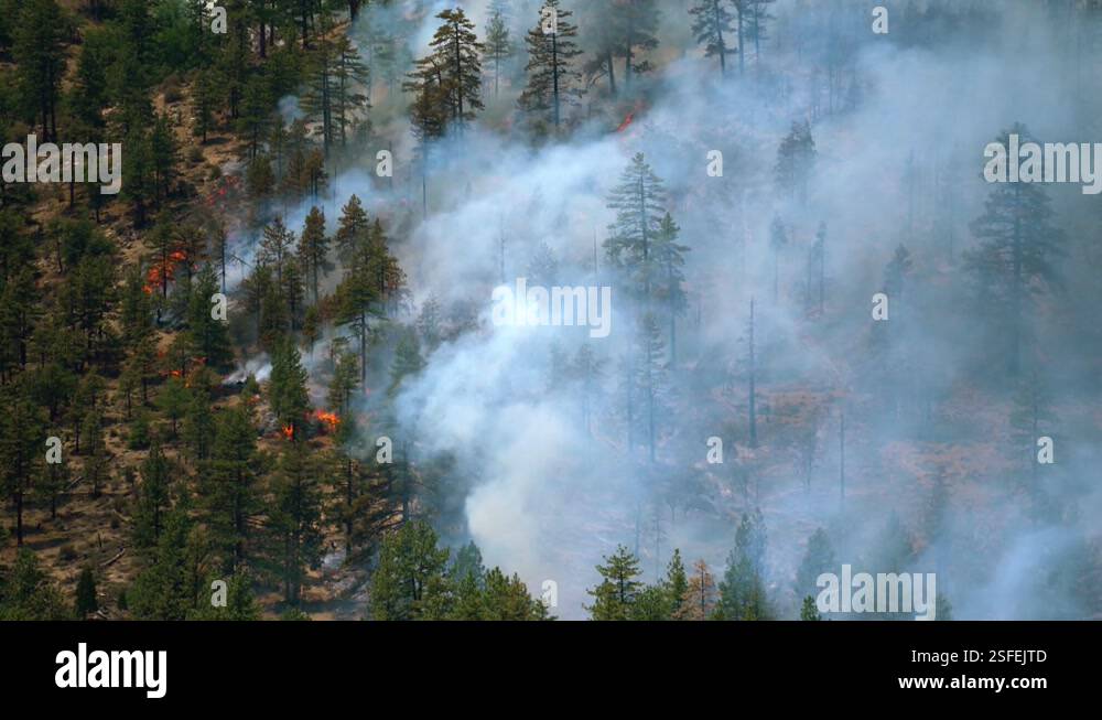 Dramatic Landscape with flames, burning trees and rising smoke ...