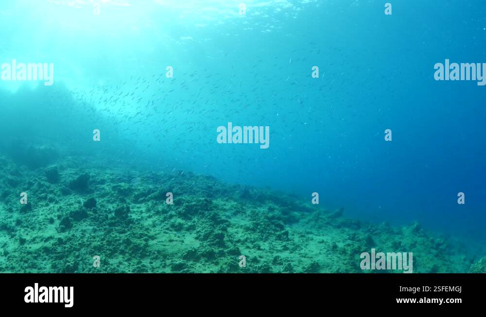 sun rays beam shine underwater fish around waves slow ocean scenery ...