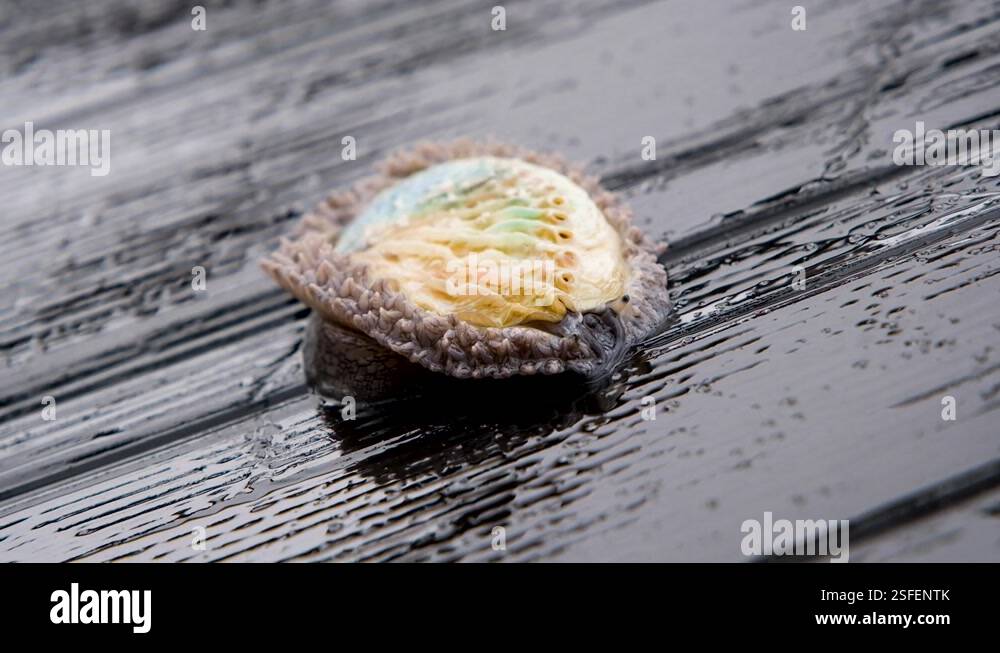 Single South African abalone glides on black plastic; commercial Stock ...