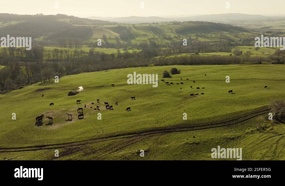 Mixed Herd In Grass Field Horses And Cows Landscape Winter Aerial UK ...